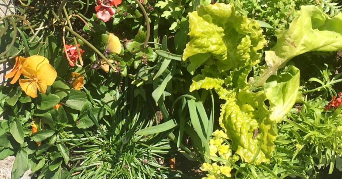 Spring Containers Are Here | Chicago Botanic Garden