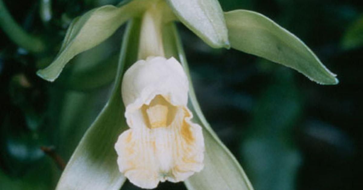 The Hidden Partners of the Vanilla Orchid | Chicago Botanic Garden