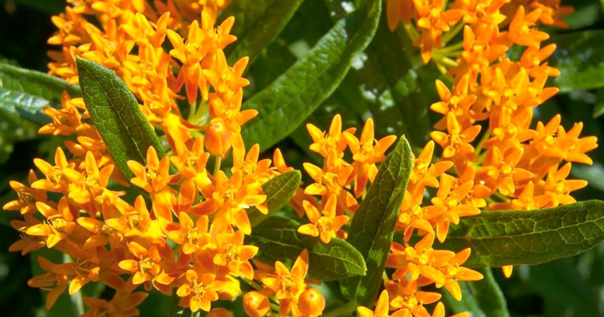 Butterfly Weed | Chicago Botanic Garden