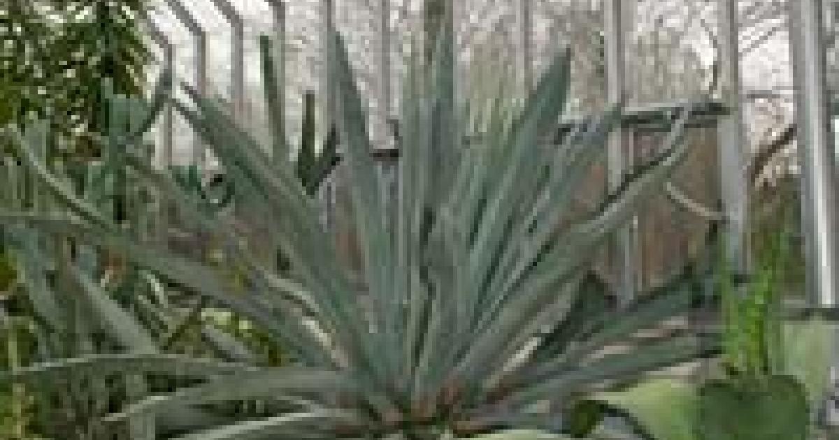 Century Plant | Chicago Botanic Garden