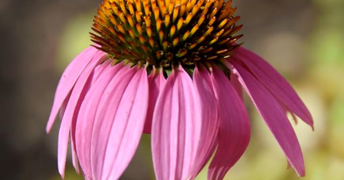 Coneflowers | Chicago Botanic Garden