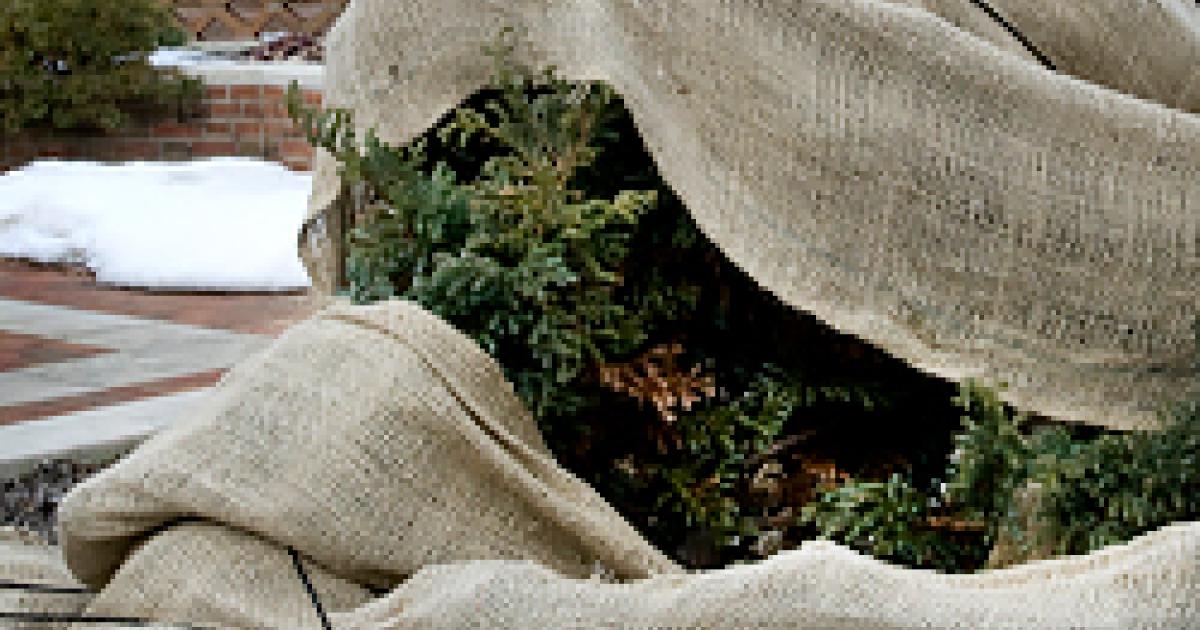 Salt Damage Protection | Chicago Botanic Garden