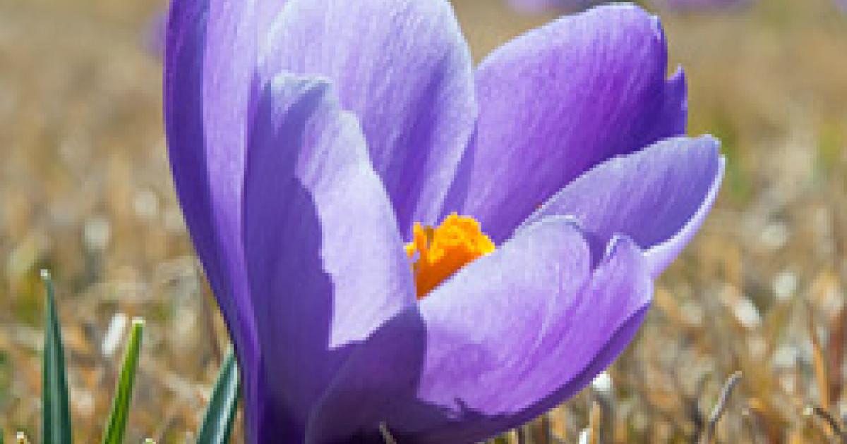 Crocus | Chicago Botanic Garden