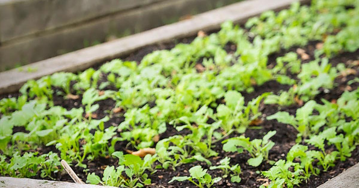 Rotating Crops in Vegetable Gardens | Chicago Botanic Garden
