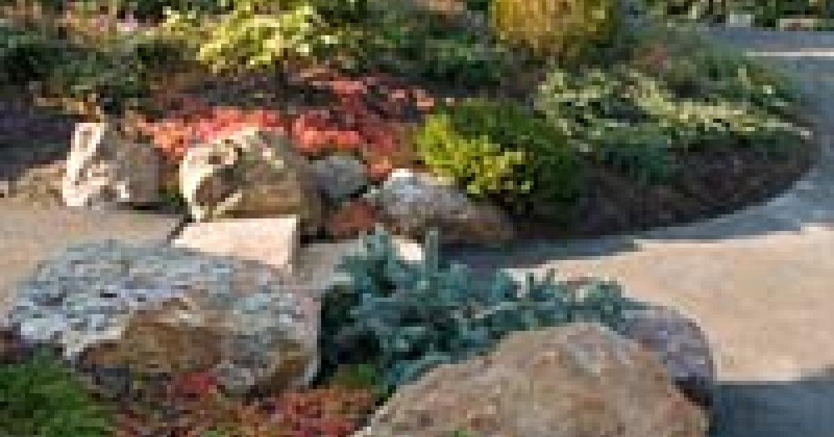 Dwarf Conifers | Chicago Botanic Garden