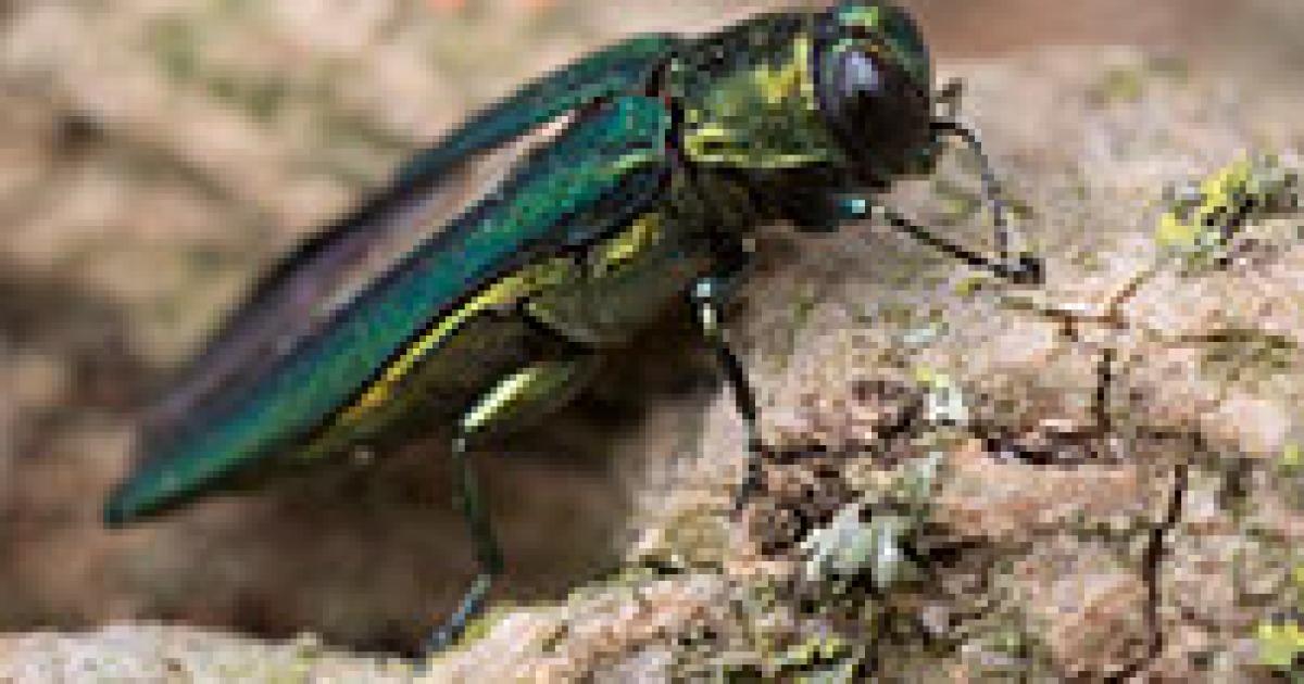 The Emerald Ash Borer: What You Need to Know | Chicago Botanic Garden