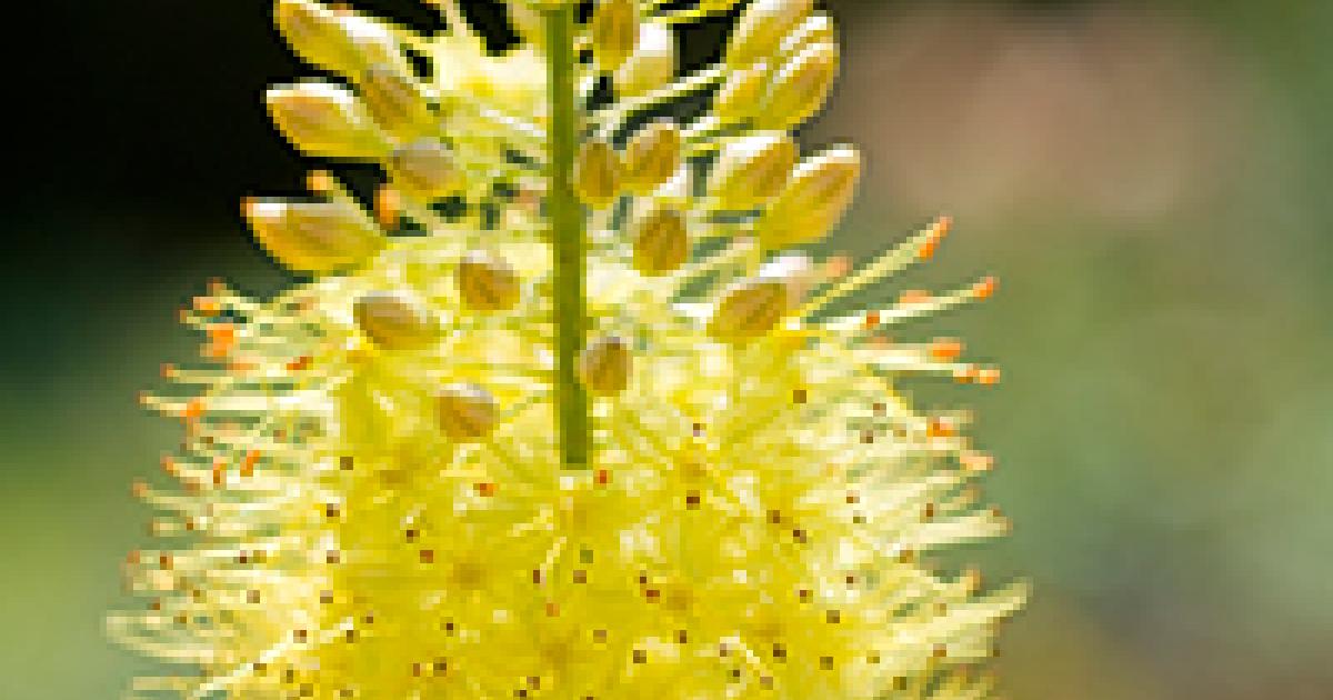 Foxtail Lily | Chicago Botanic Garden