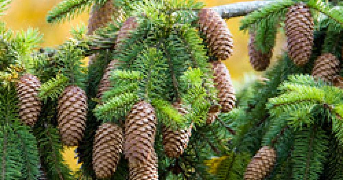 Planting evergreens in the fall | Chicago Botanic Garden