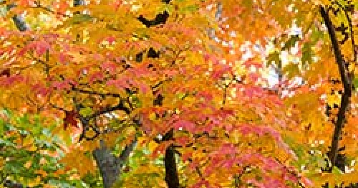 Fall Tree and Shrub Care | Chicago Botanic Garden