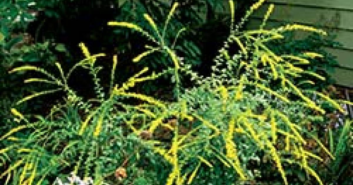 Fireworks Goldenrod | Chicago Botanic Garden
