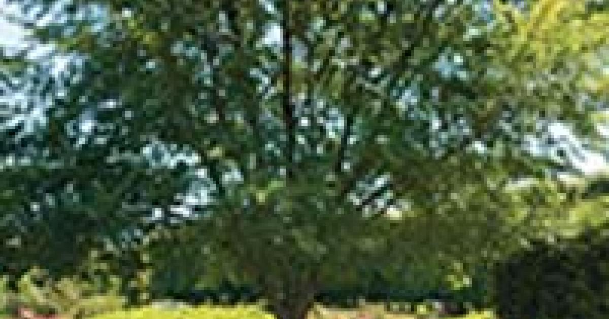 Frontier Elm | Chicago Botanic Garden
