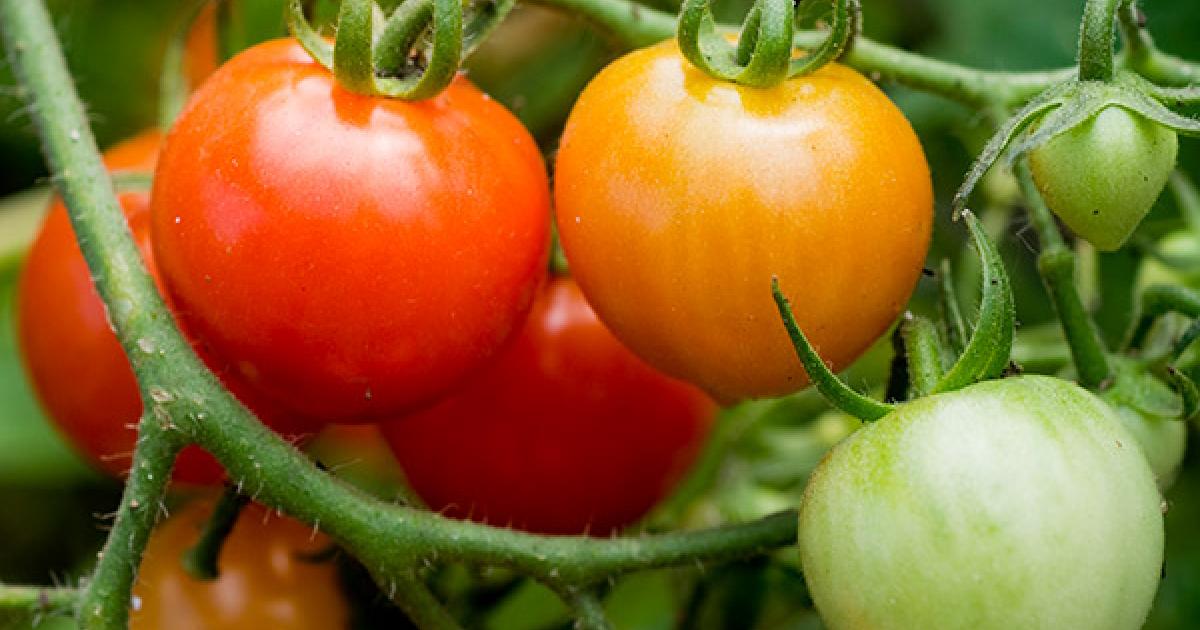 August | Fruit, Vegetable, and Herb Care | Chicago Botanic Garden