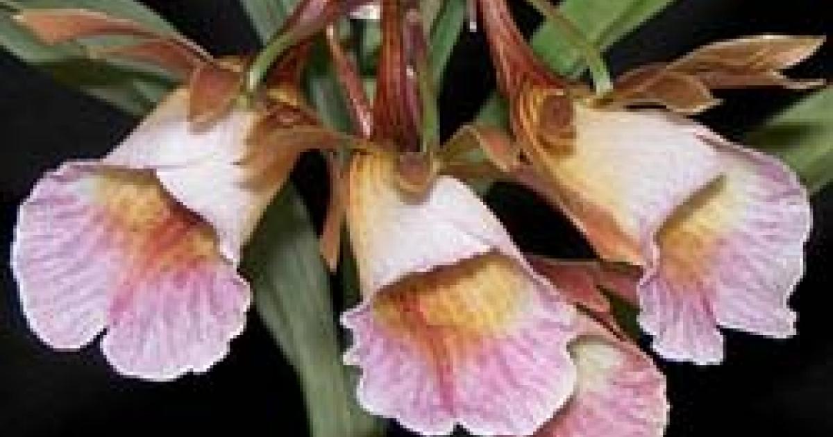 Galeandra baueri | Chicago Botanic Garden