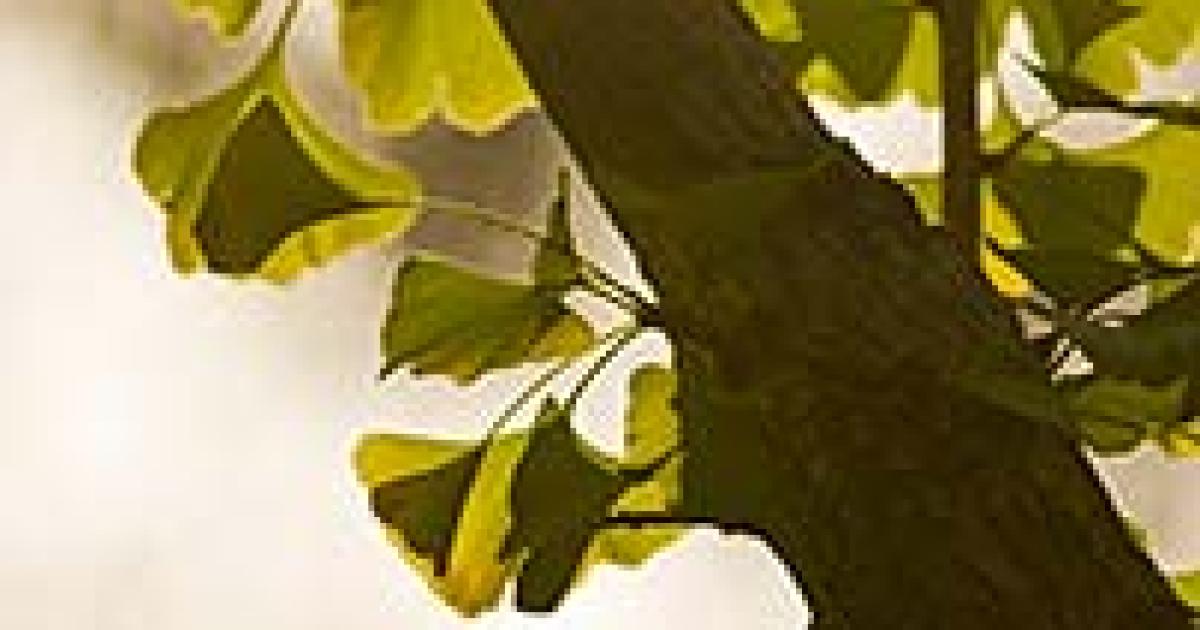 Ginkgo: The Tree That Time Forgot | Chicago Botanic Garden