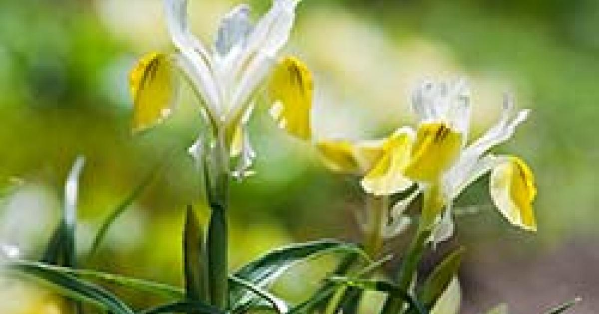 Storing Iris Plants for Winter | Chicago Botanic Garden