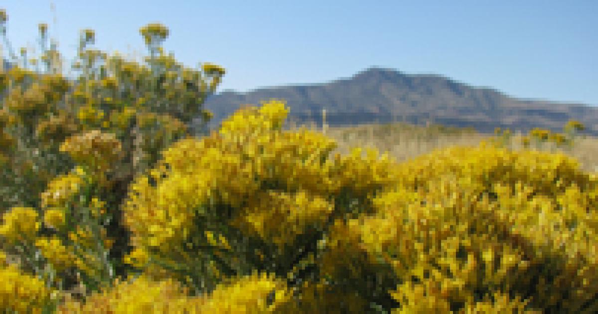 Scaling Up: Lessons Learned from Large-scale Ecosystem Restoration ...