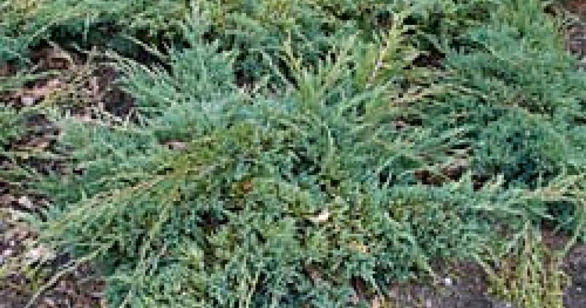 Junipers | Chicago Botanic Garden