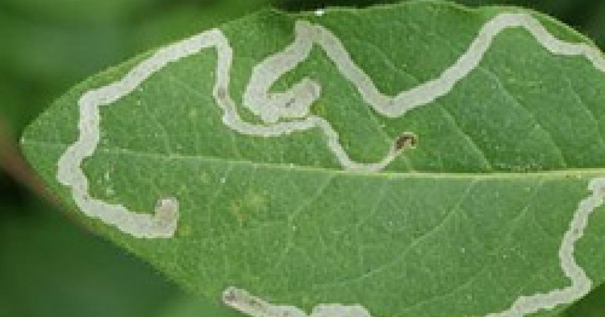Leaf Damage | Chicago Botanic Garden