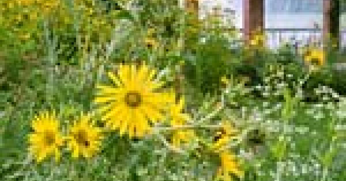 Restoring Chicago-area Habitats | Chicago Botanic Garden