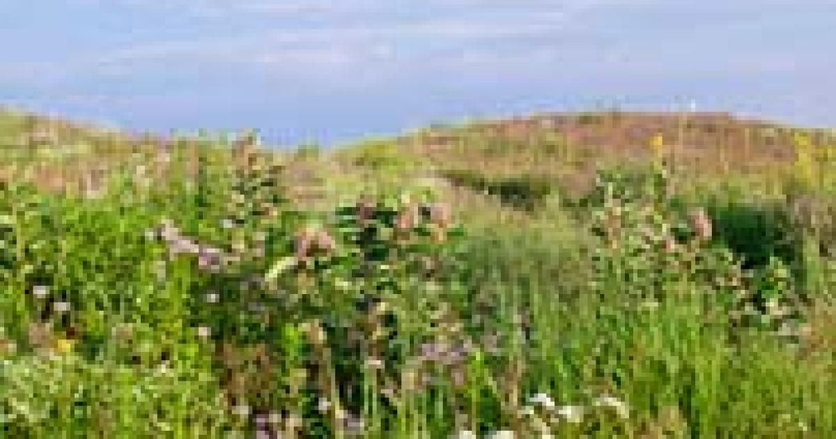 Natural Vistas: Chicago's Heirloom Landscapes | Chicago Botanic Garden
