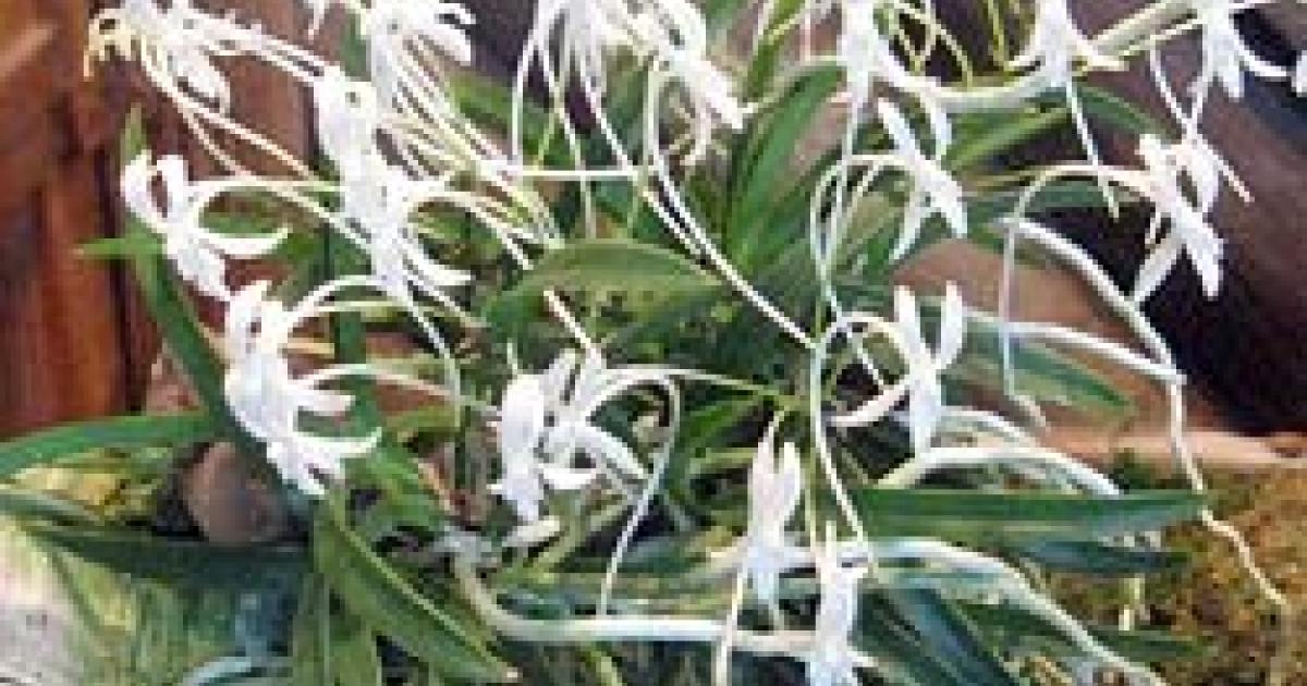 Neofinetia falcata | Chicago Botanic Garden