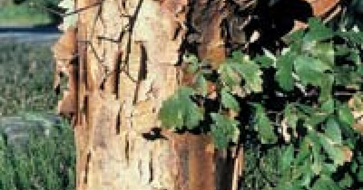 Paperbark Maple | Chicago Botanic Garden