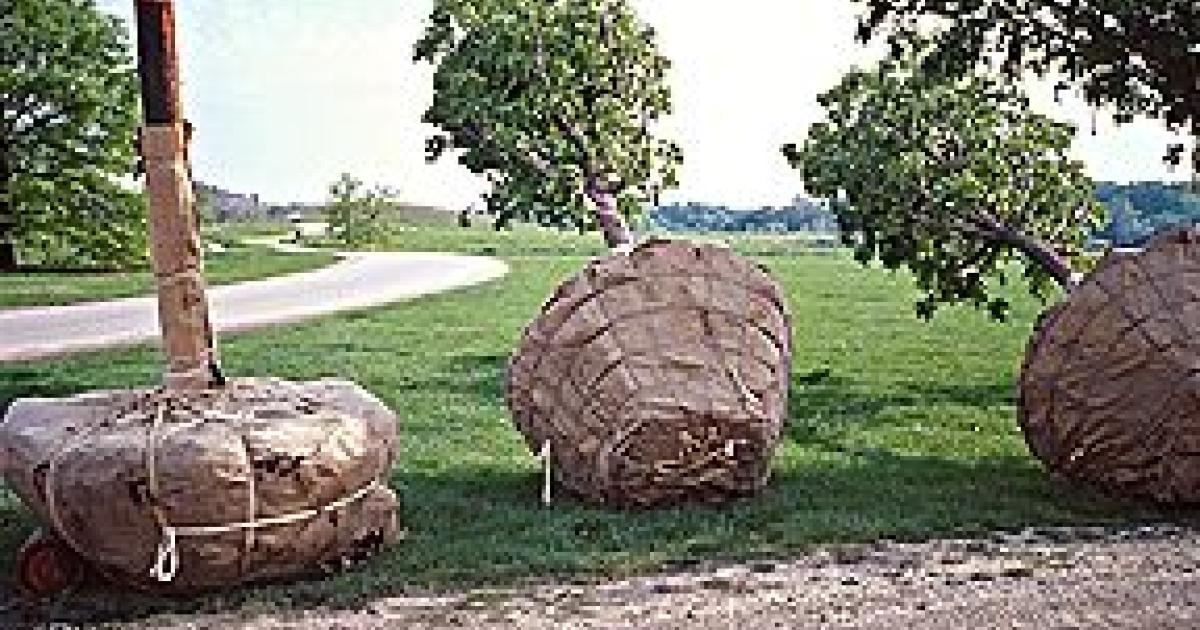 Proper Tree Planting | Chicago Botanic Garden