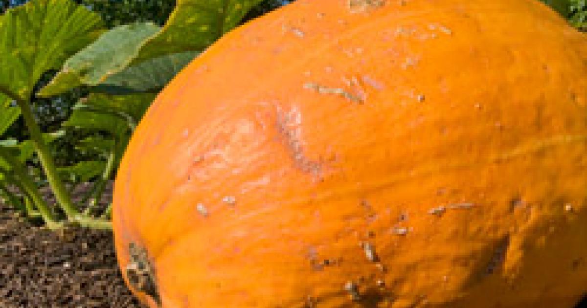 Selecting a Good Carving Pumpkin | Chicago Botanic Garden