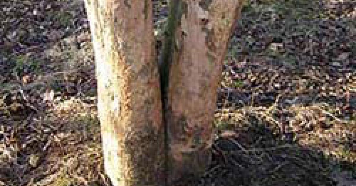 Protect from animal damage | Chicago Botanic Garden