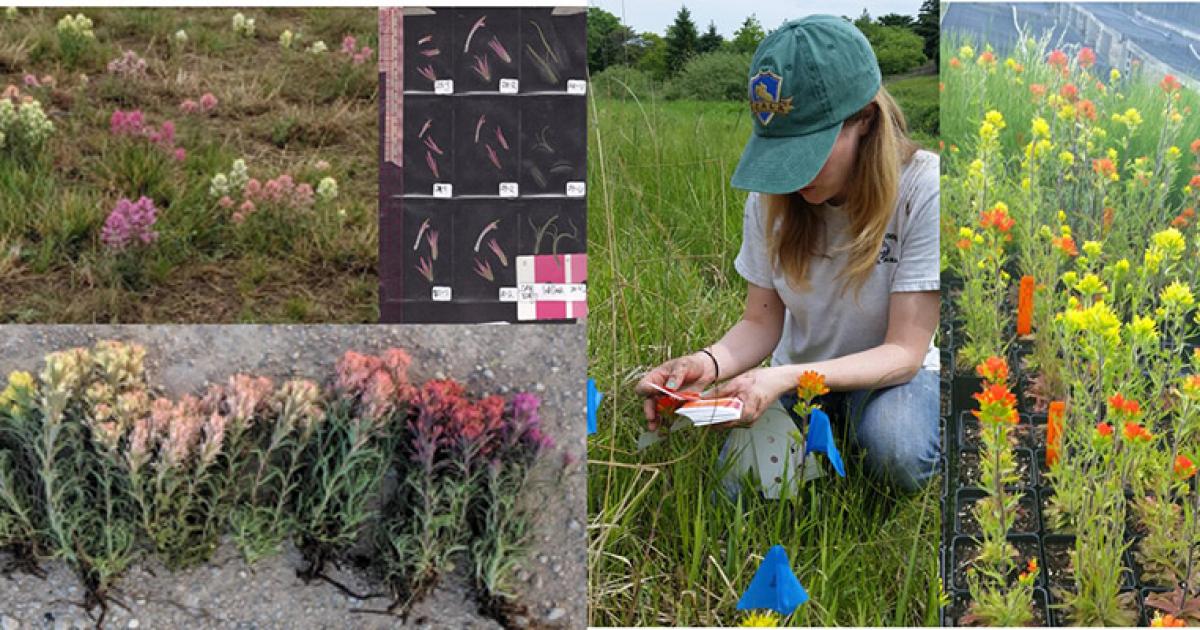 Diversification in Floral Color of Castilleja spp. | Chicago Botanic Garden