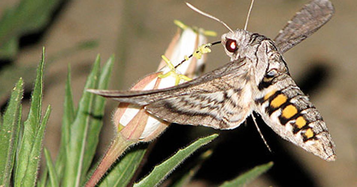 How do Plants Stay Connected in Fragmented Habitats? | Chicago Botanic ...