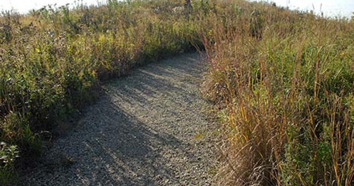 Conservation of Rare Species of the Fragmented Dry Habitats | Chicago ...