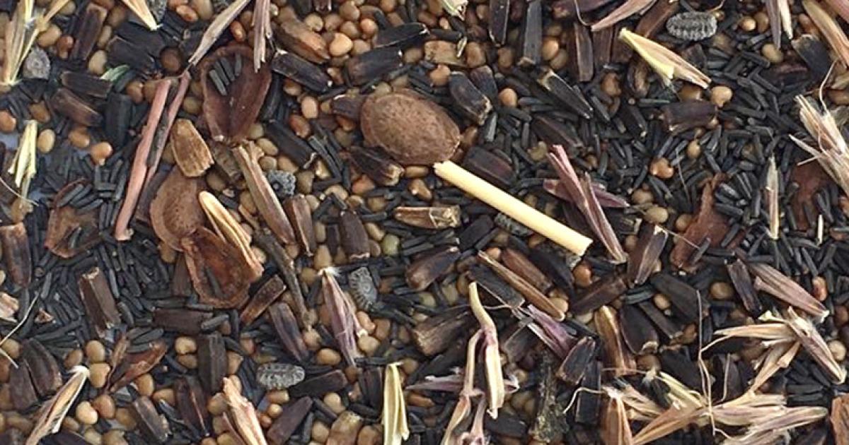 Seed and Germination Traits and Restoration | Chicago Botanic Garden