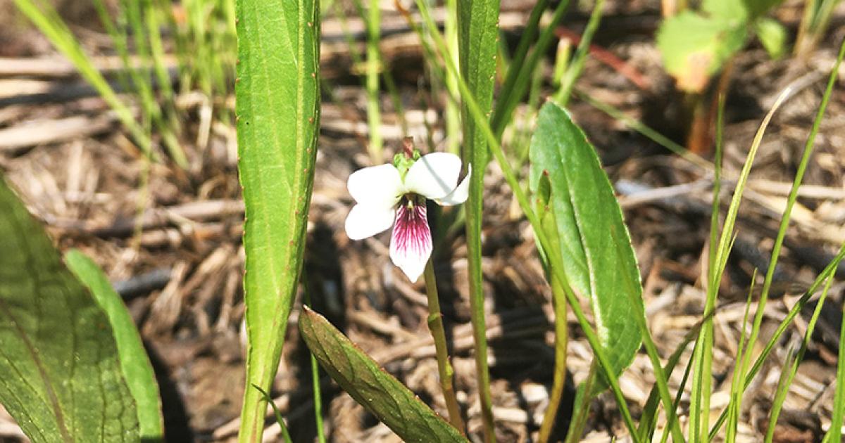 Viola Seed Germination | Chicago Botanic Garden