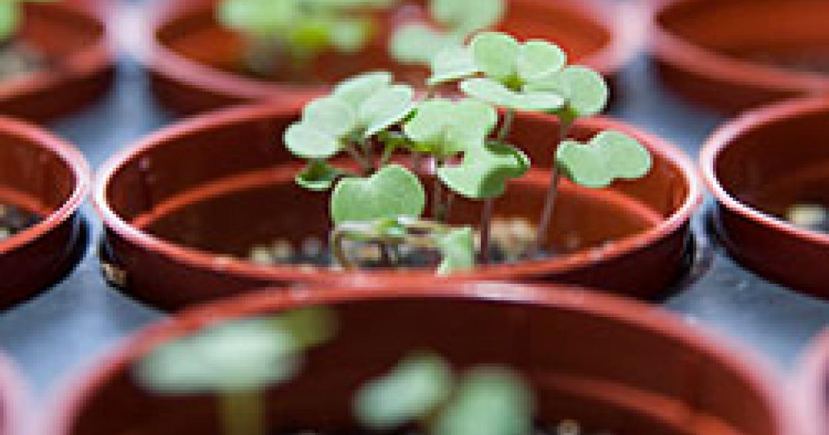 Using seeds from years' past | Chicago Botanic Garden