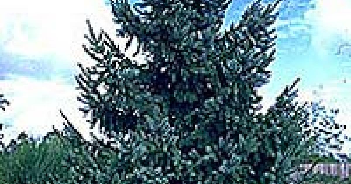 Serbian Spruce | Chicago Botanic Garden