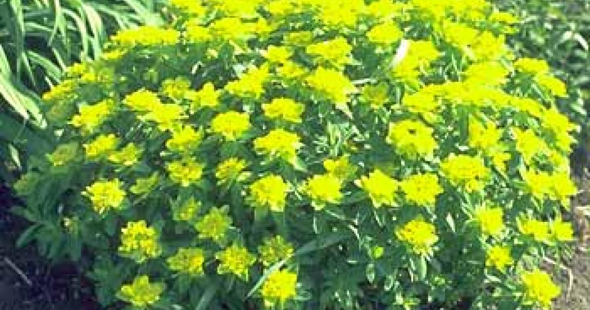 Spurge | Chicago Botanic Garden