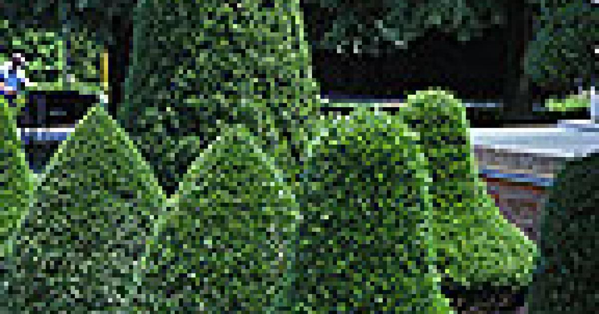 Topiary and Training Plants | Chicago Botanic Garden