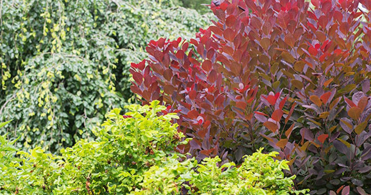 Tree and Shrub Care | Chicago Botanic Garden