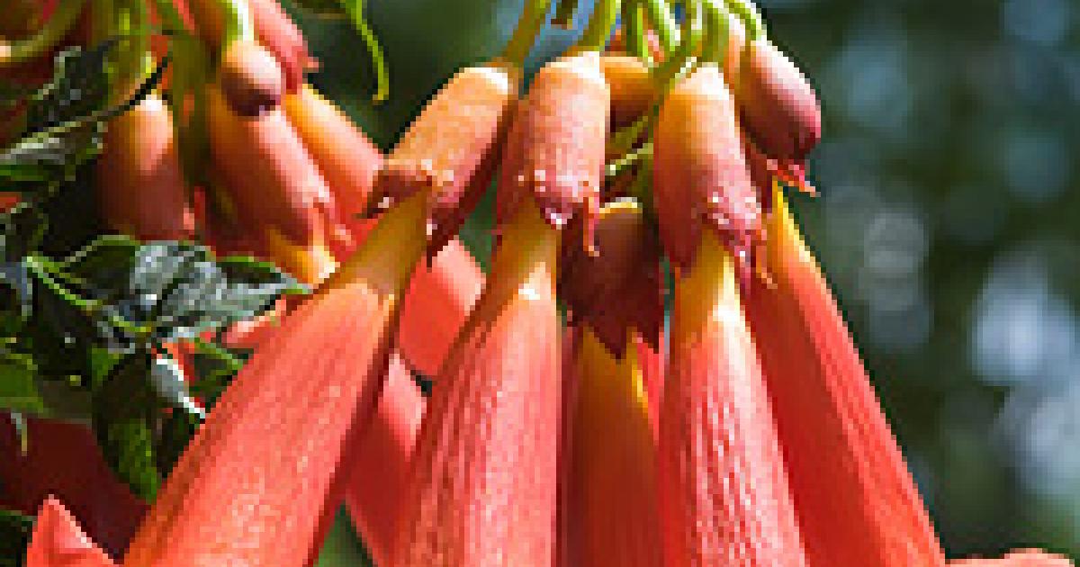 Trumpet Vine Pruning | Chicago Botanic Garden