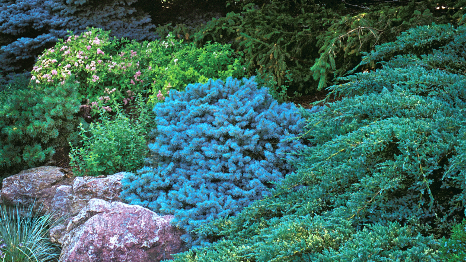 conifer blue