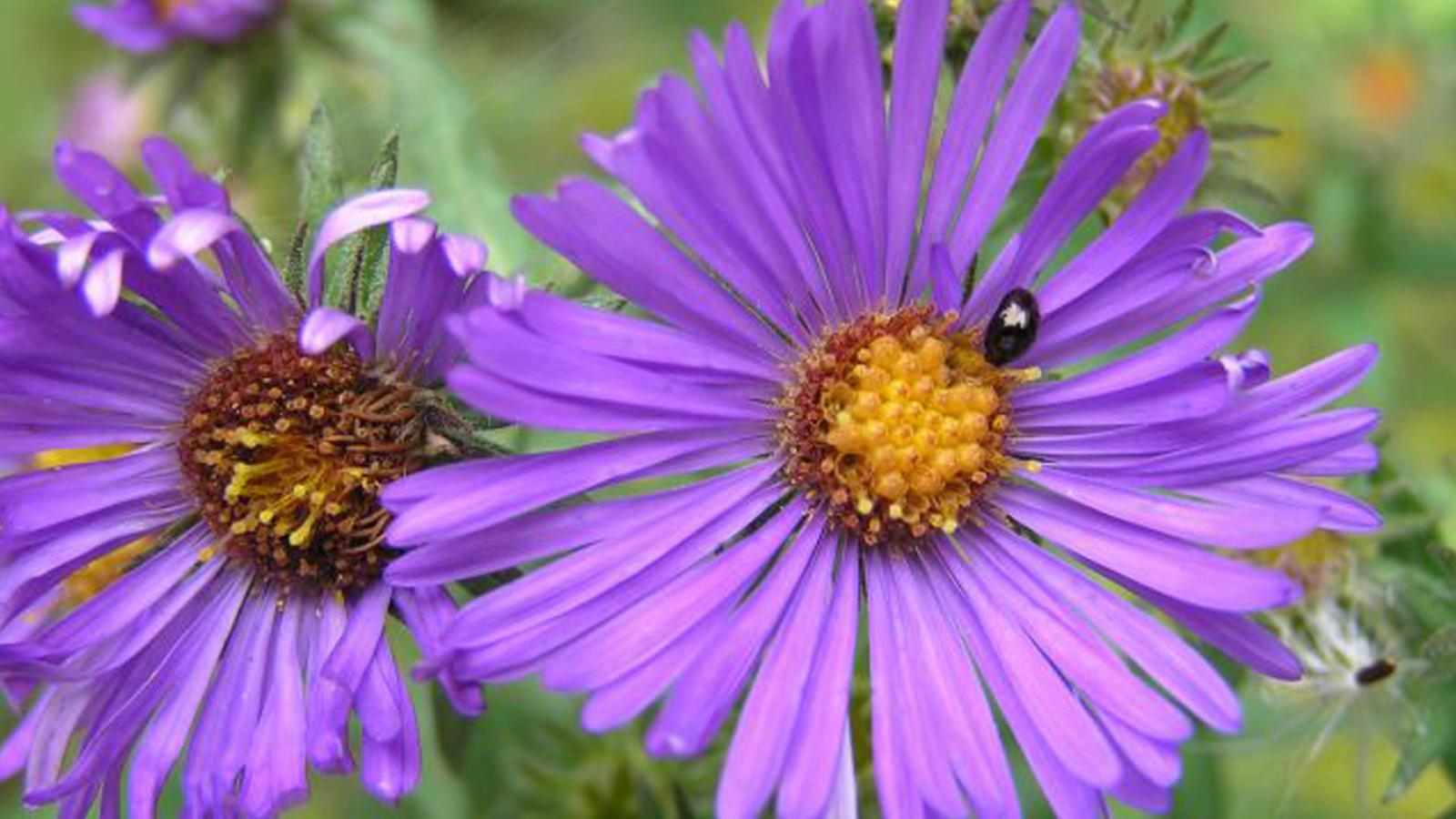 purple aster