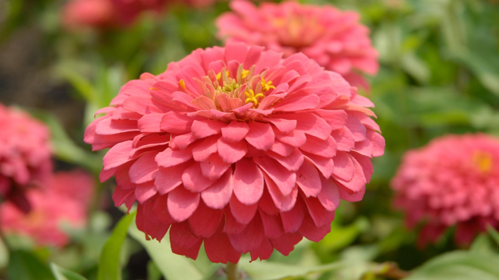 zinnias