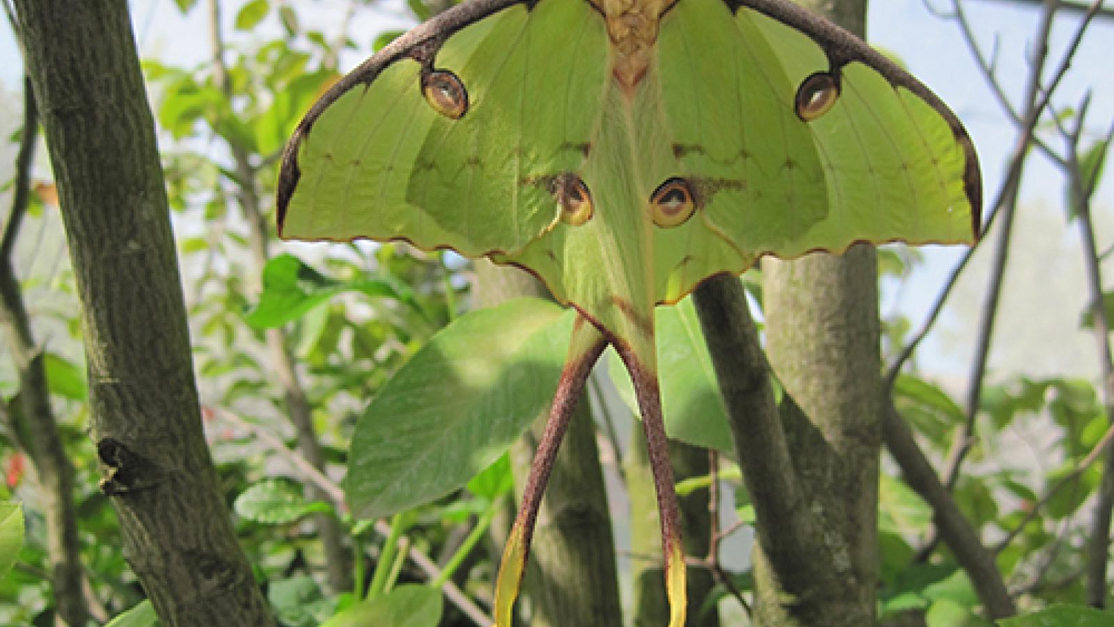 African Moth