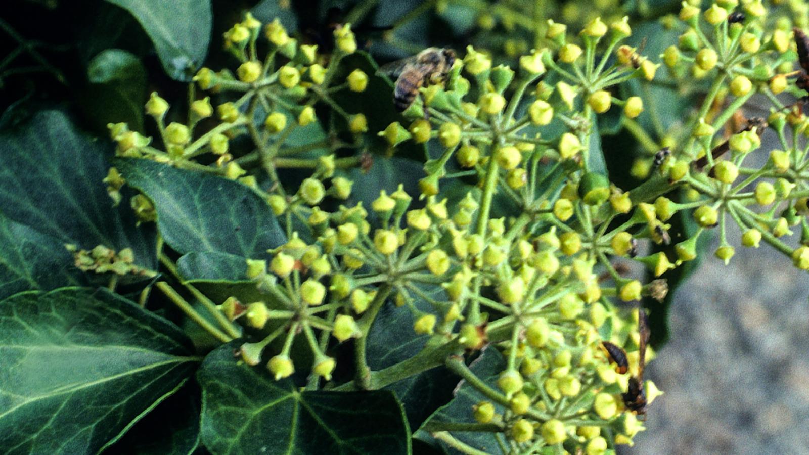 flowering ivy