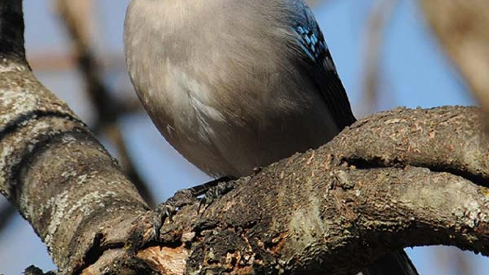 What Birds Attack Blue Jays