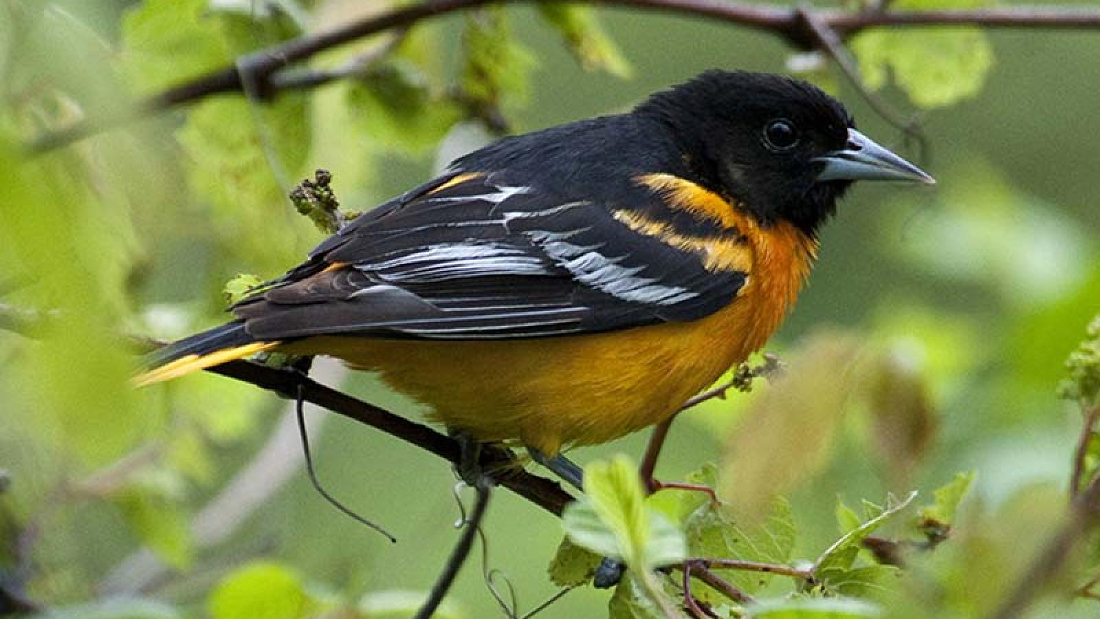 Northern Baltimore Oriole