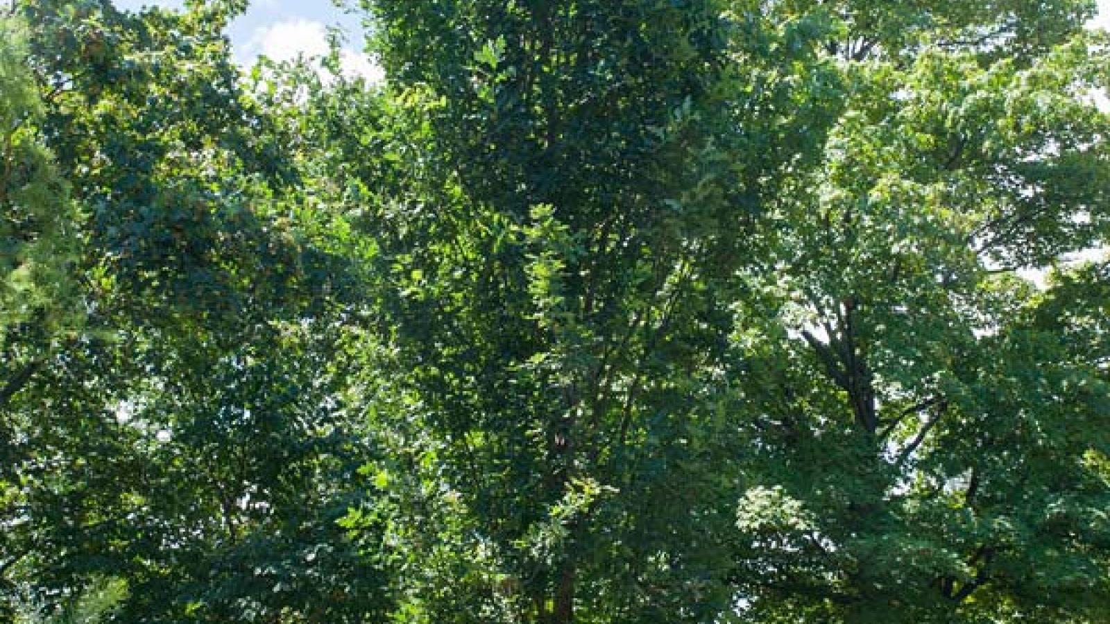 Quercus Robur Fastigiata Skyrocket